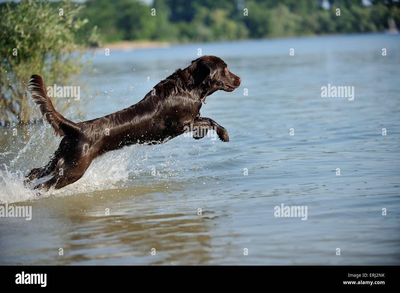 jumping Flat Coated Retriever Stock Photo - Alamy