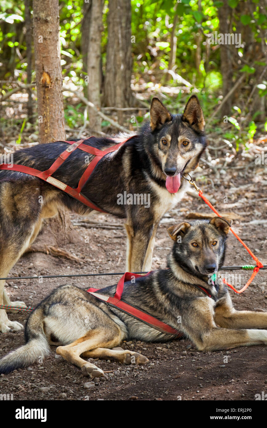 Native american dogs alaska hi-res stock photography and images - Alamy