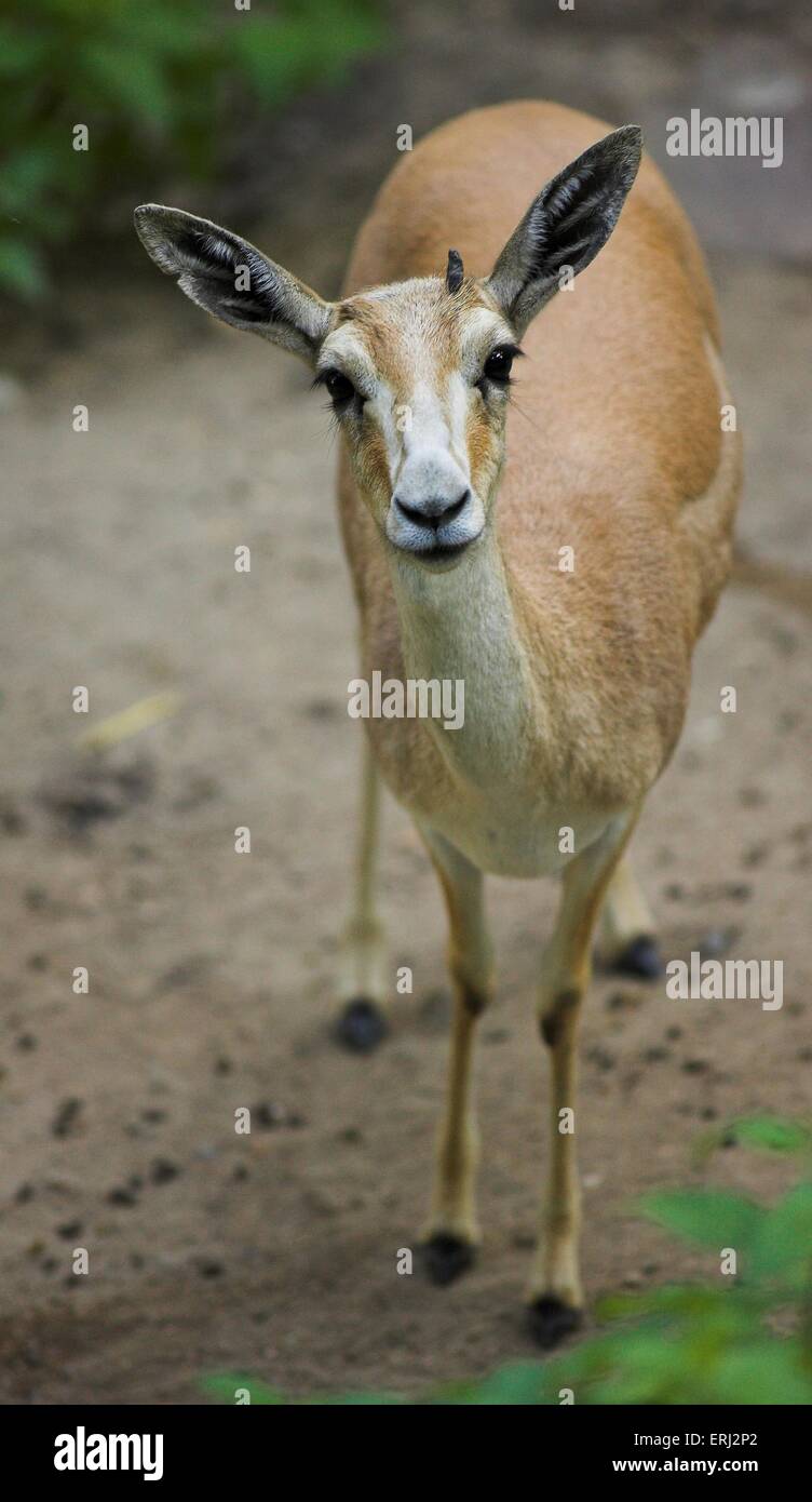 Gazelle stands hi-res stock photography and images - Alamy