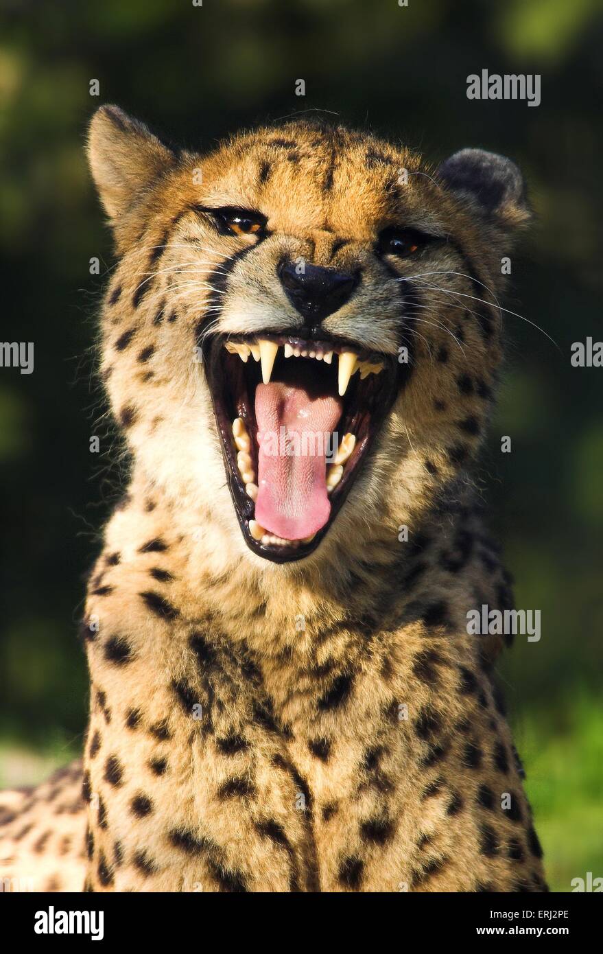 Hunting leopards hi-res stock photography and images - Alamy