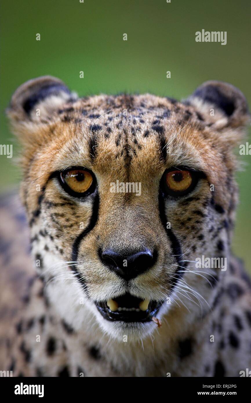 Leopard head shot hi-res stock photography and images - Alamy