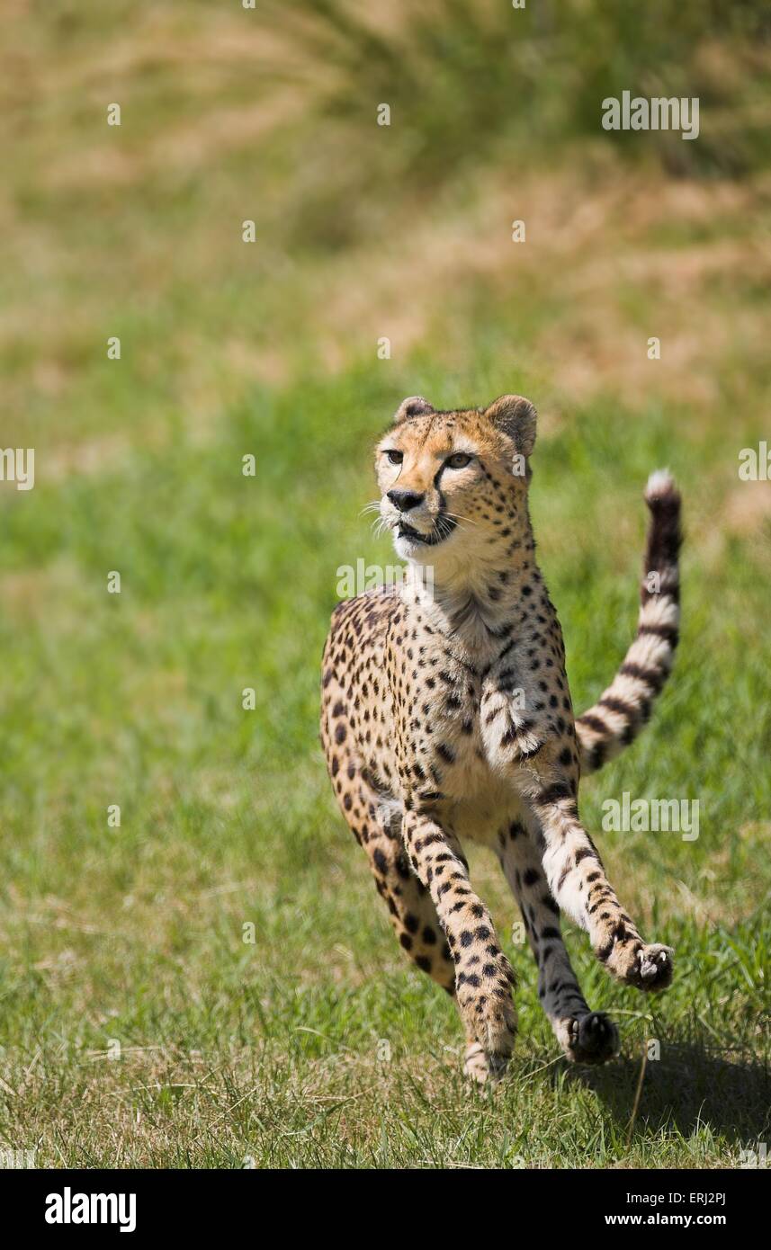 Hunting leopards hi-res stock photography and images - Alamy