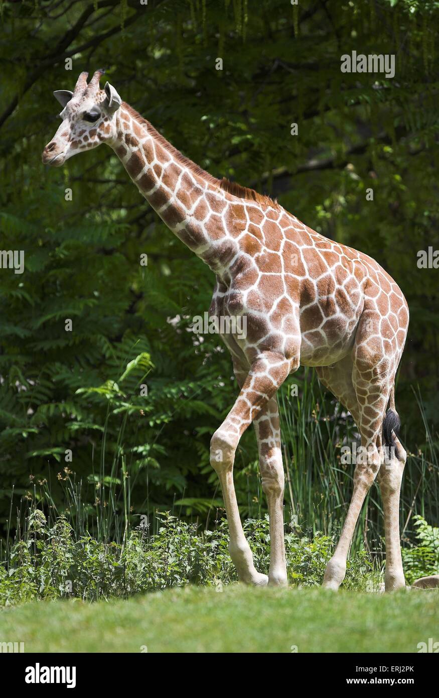 Walk giraffe hi-res stock photography and images - Alamy