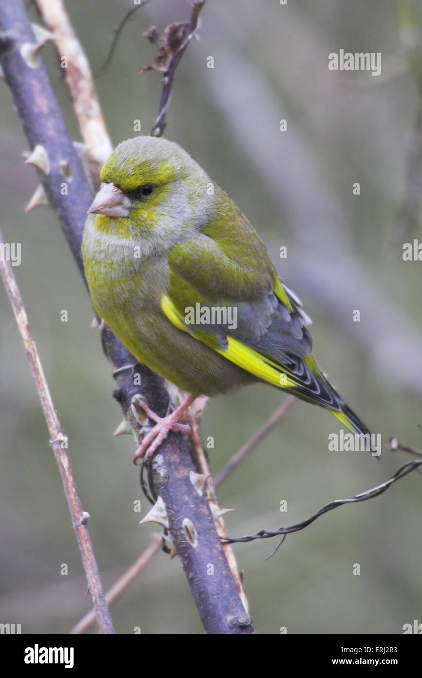 Green singing finches hi-res stock photography and images - Alamy