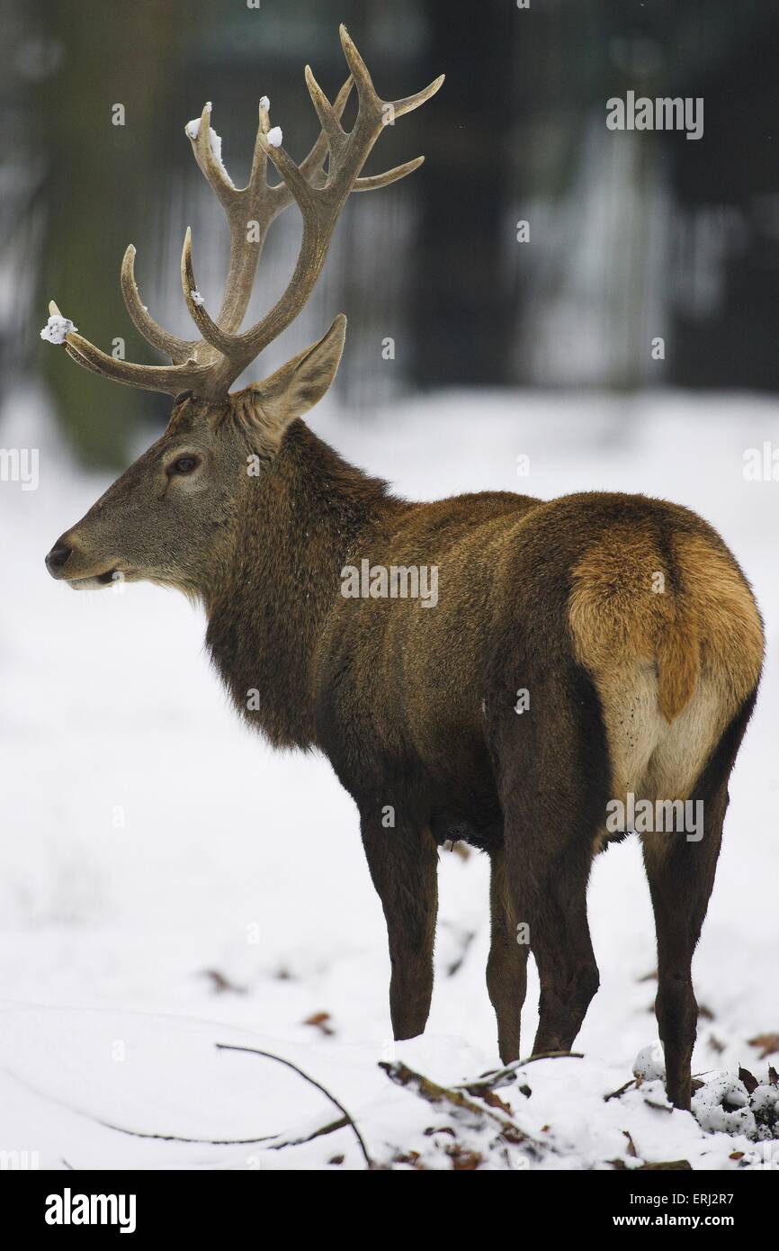 Deer fallow rear view hi-res stock photography and images - Alamy