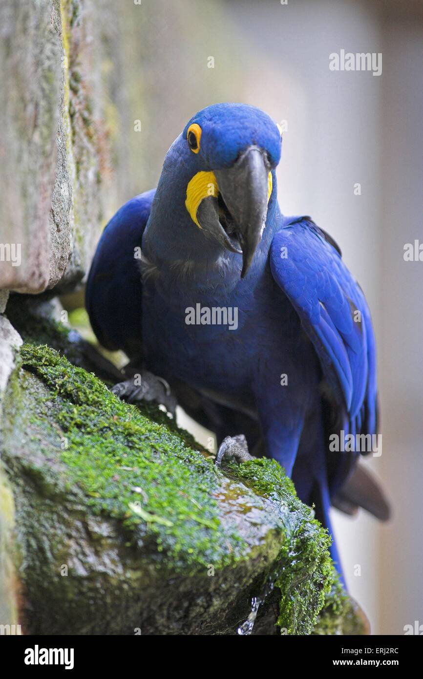 Hyacinth macaw anodorhynchus hyacinthinus adult hi-res stock ...