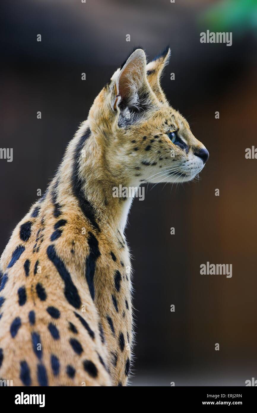 Serval cats hi-res stock photography and images - Alamy
