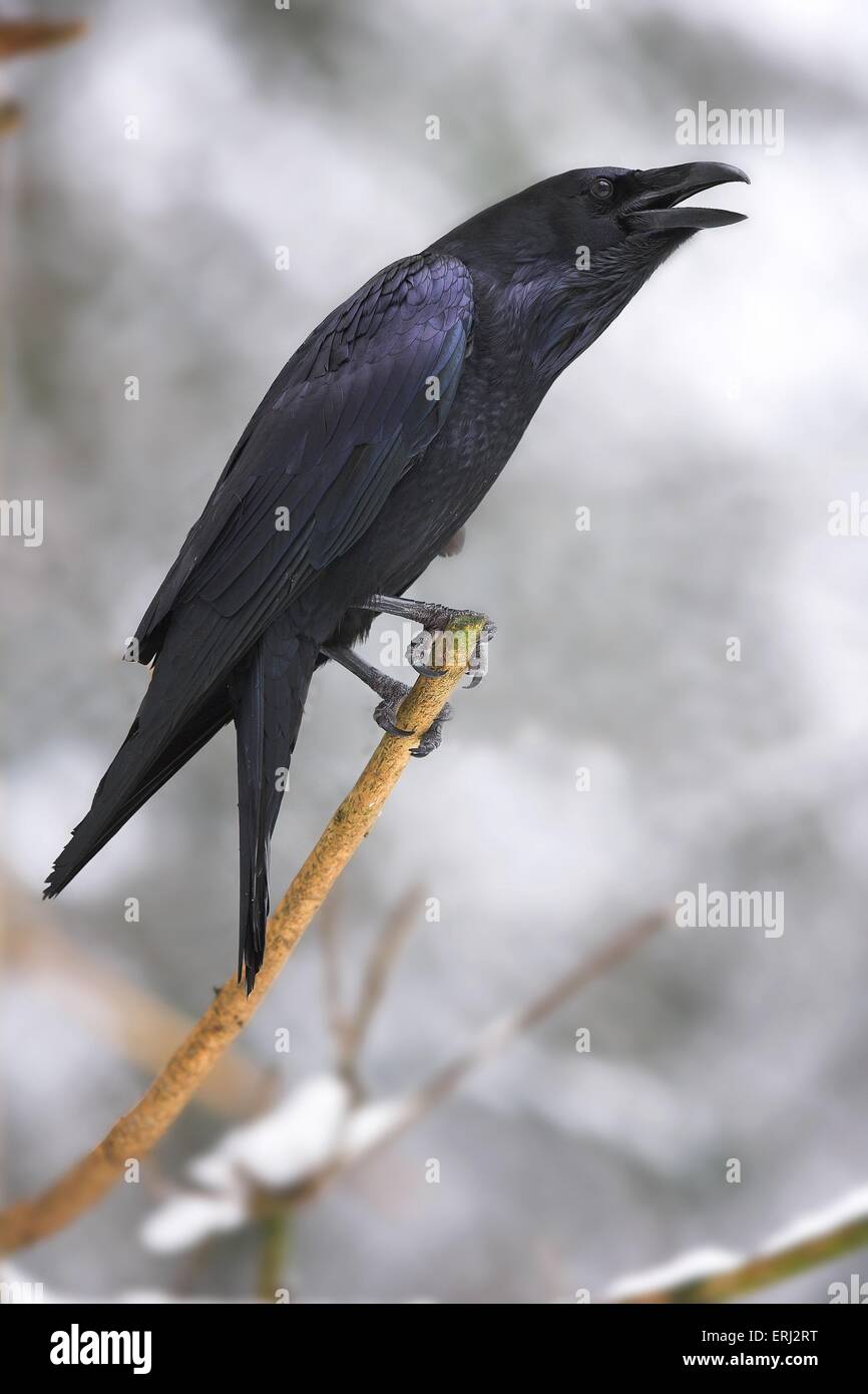 Side view of raven hi-res stock photography and images - Alamy