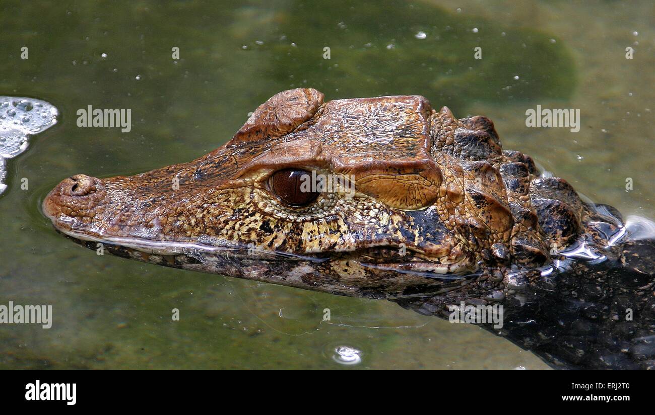 Nile Crocodile Baby High Resolution Stock Photography and Images - Alamy