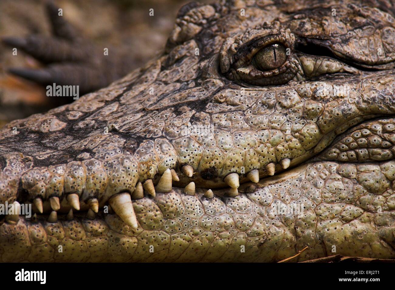 Crocodile face close up hi-res stock photography and images - Alamy