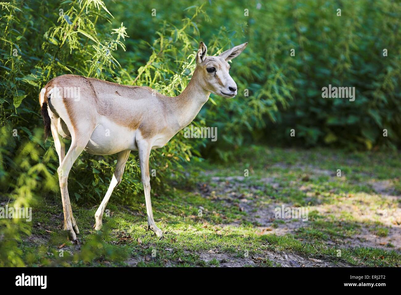 Gazelle stands hi-res stock photography and images - Alamy