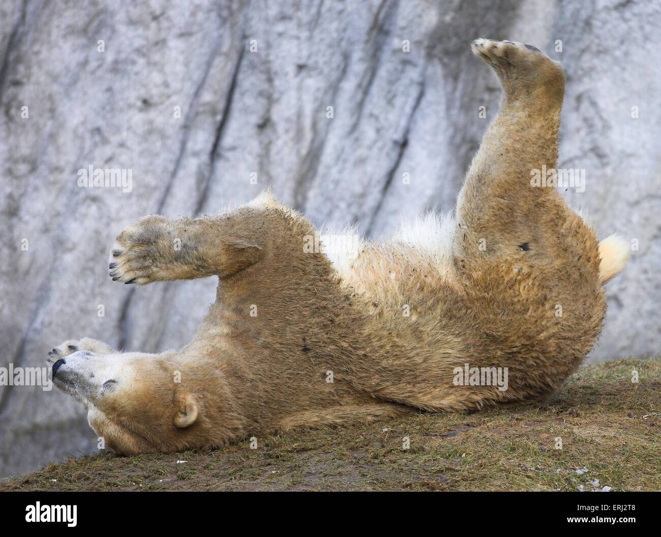 Dirty bear hi-res stock photography and images - Alamy