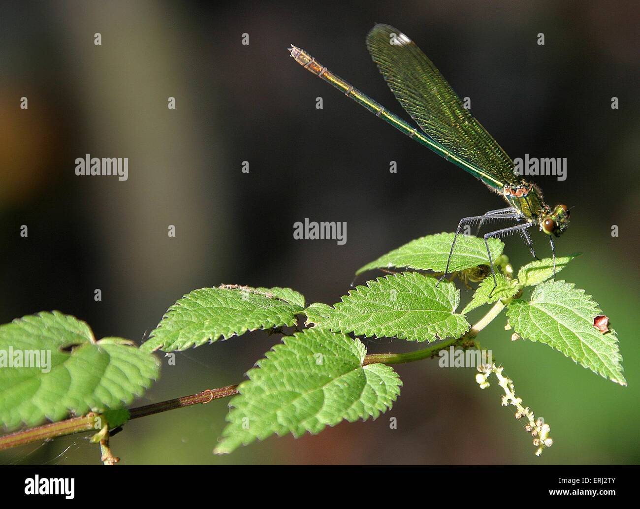 Dragonfly side view hi-res stock photography and images - Alamy