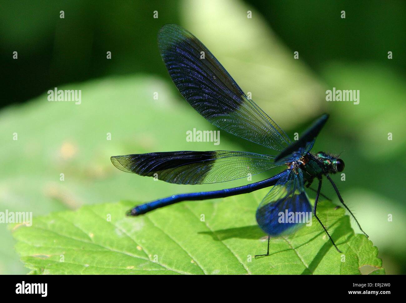 Dragonfly outside hi-res stock photography and images - Alamy