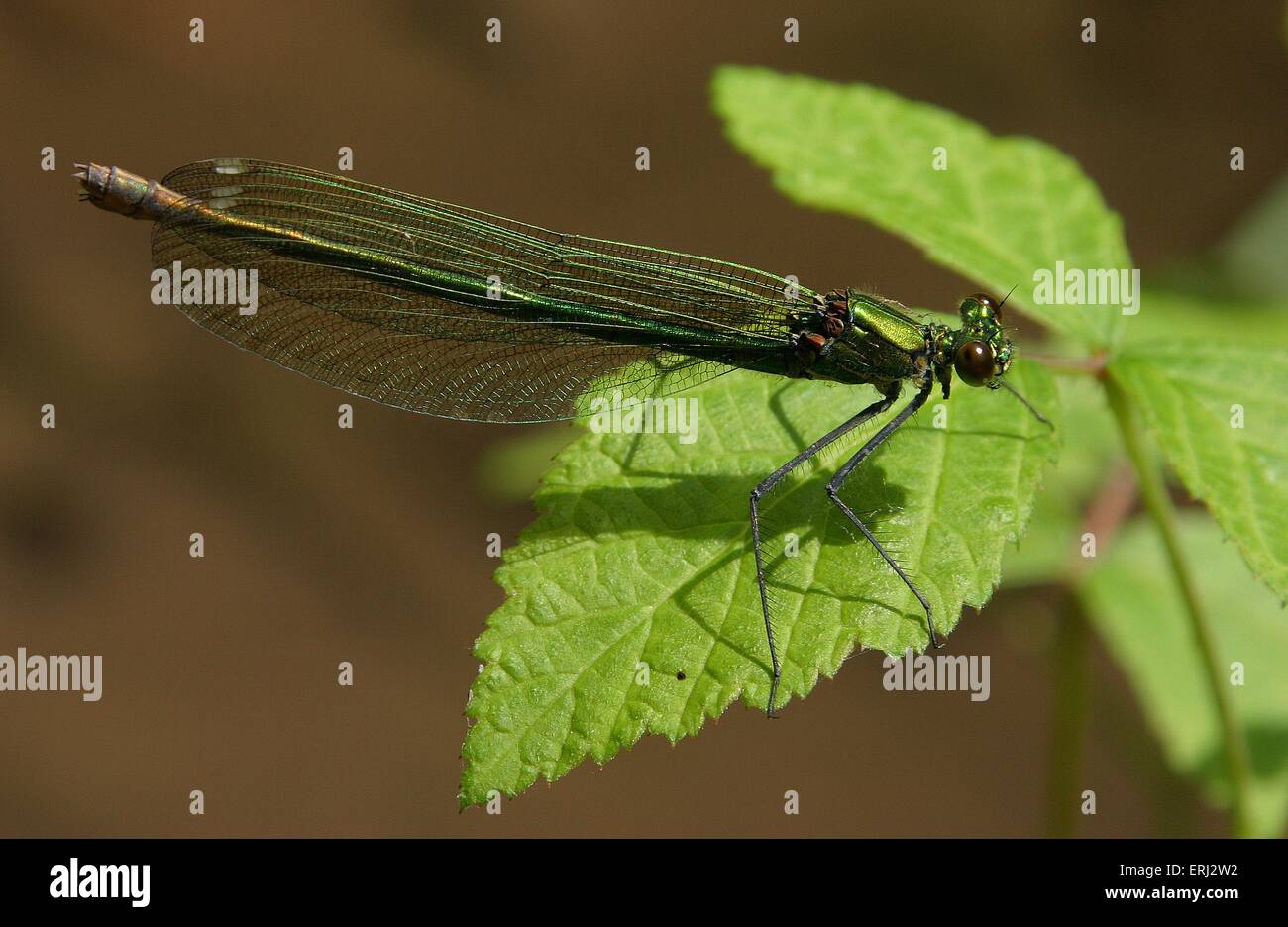 Dragonfly profile hi-res stock photography and images - Alamy