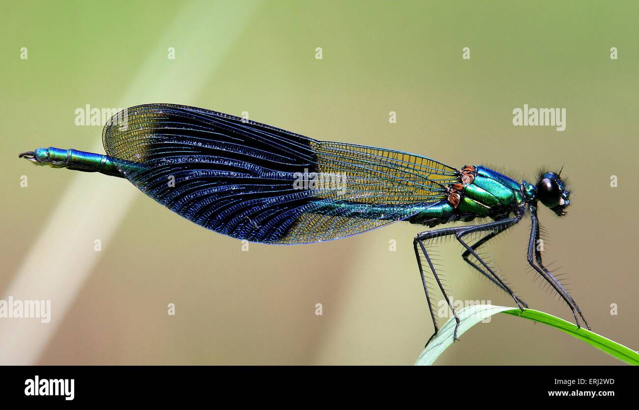Dragonfly profile hi-res stock photography and images - Alamy