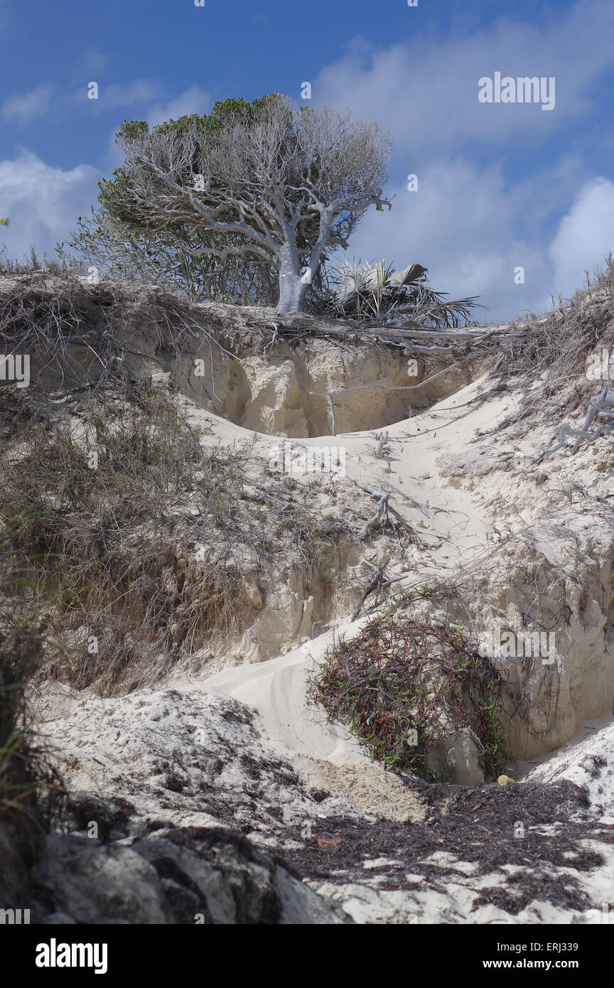 Bonsai like mangrove trees at the edge of the beach - Cayo Coco, Cuba ...