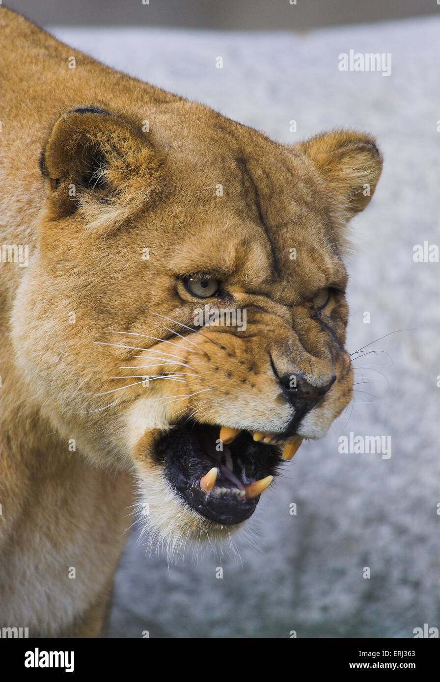 Lion roaring side view hi-res stock photography and images - Alamy