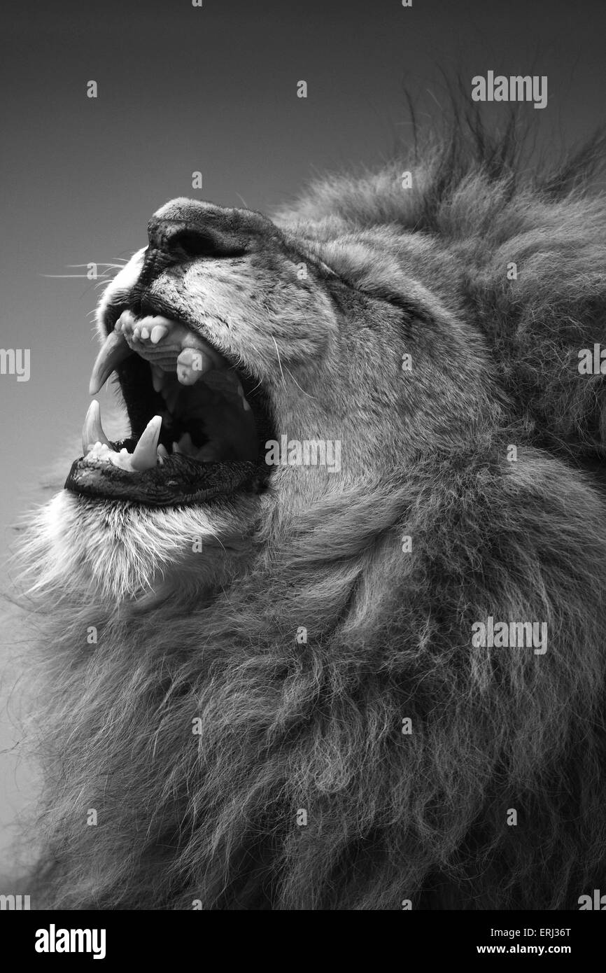 Lion roaring side view hi-res stock photography and images - Alamy