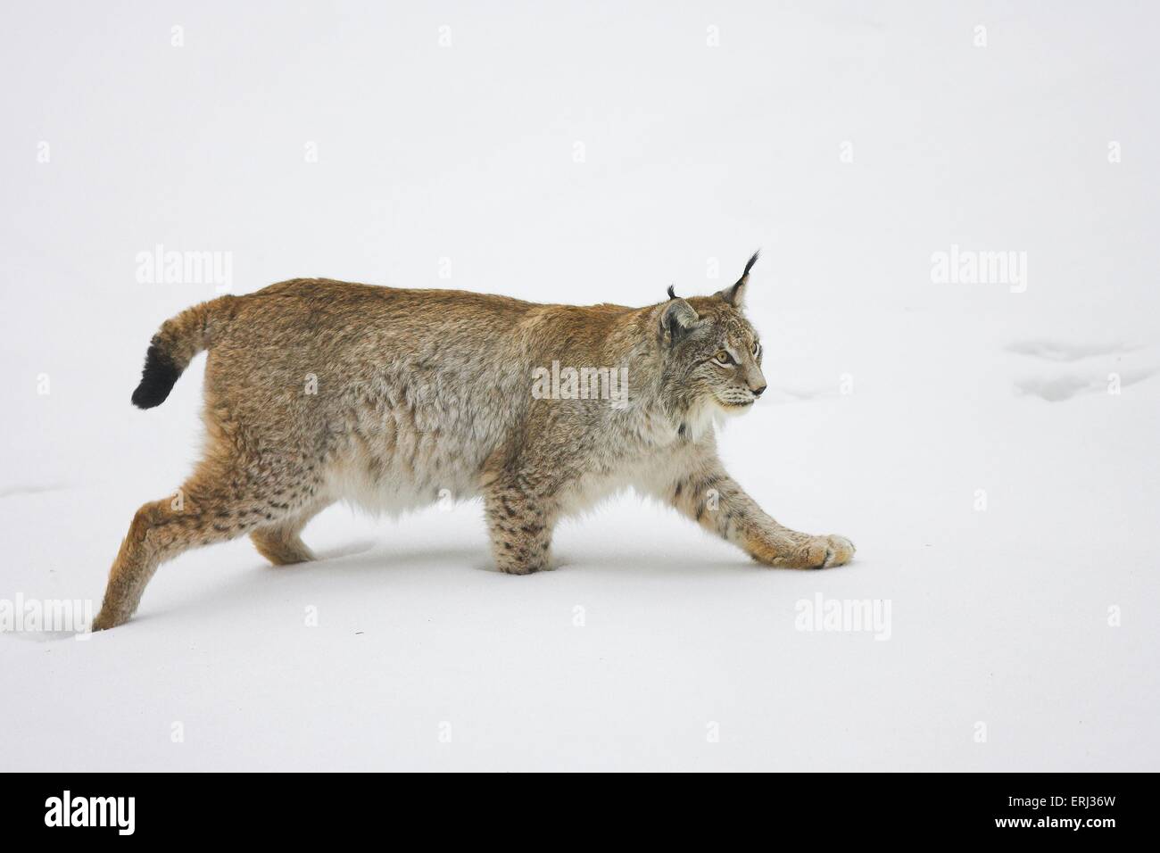 Profile of a lynx hi-res stock photography and images - Alamy
