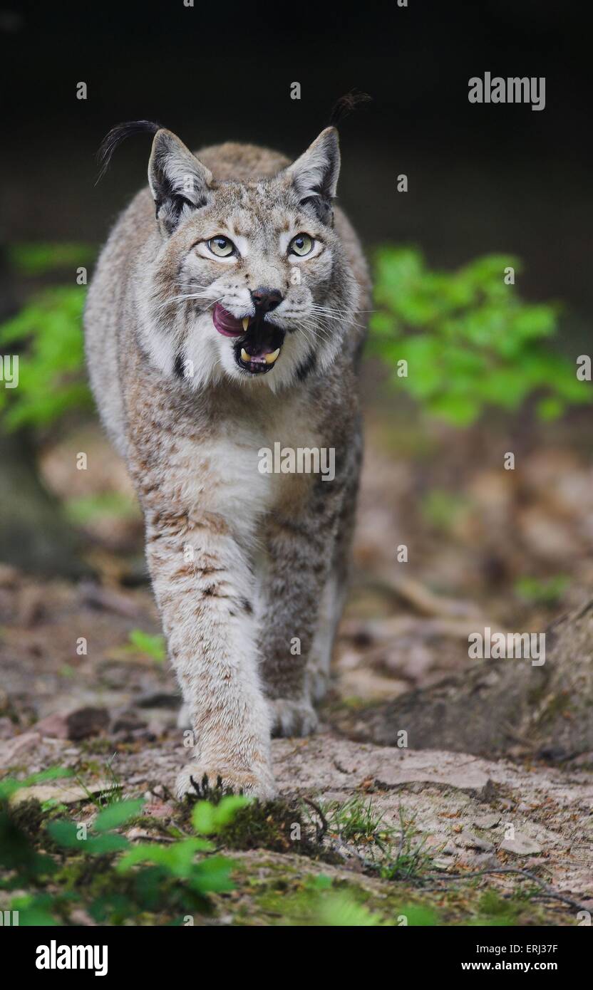 Adult lynx felis lynx walking hi-res stock photography and images - Alamy