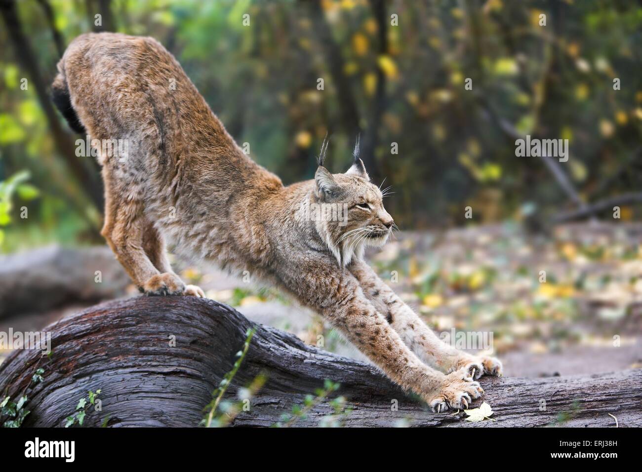 Profile of a lynx hi-res stock photography and images - Alamy