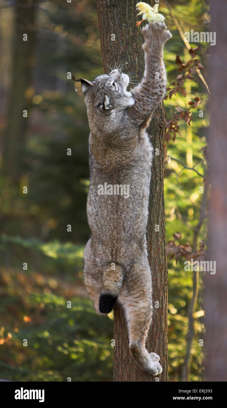 Lynx climbing tree hi-res stock photography and images - Alamy