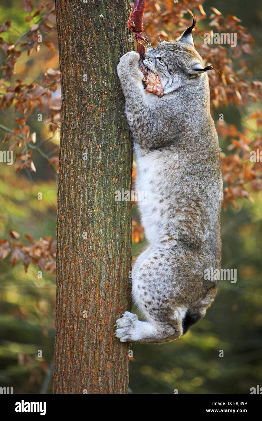 Lynx lynx eating hi-res stock photography and images - Alamy