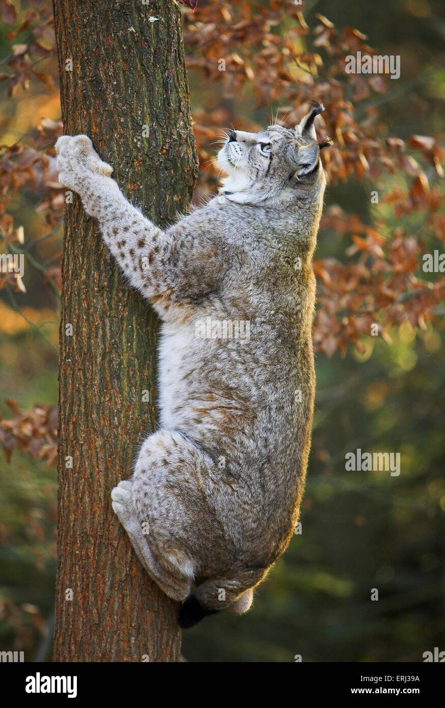 Lynx climbing tree hi-res stock photography and images - Alamy
