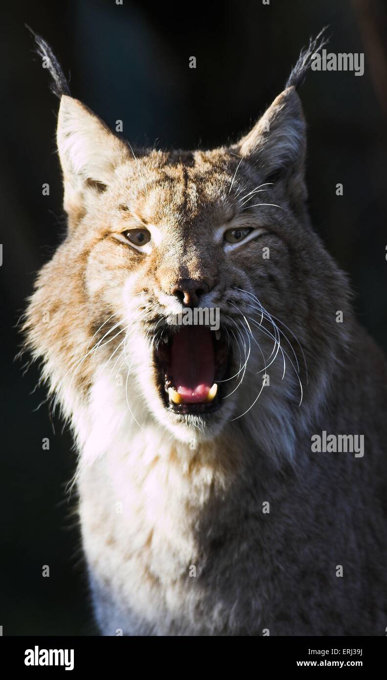 Lynx yawns hi-res stock photography and images - Alamy