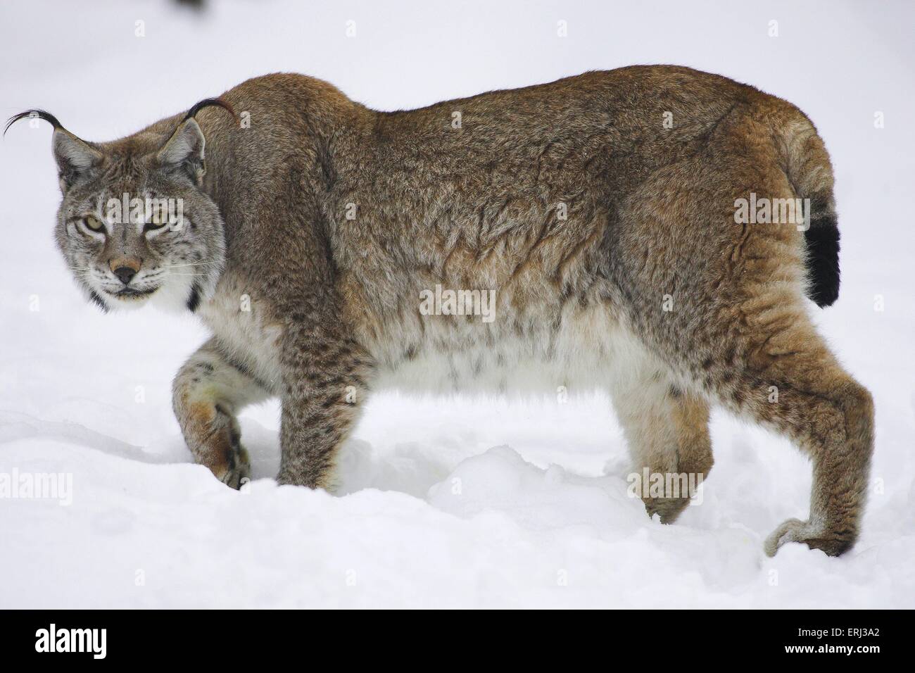 Adult lynx felis lynx walking hi-res stock photography and images - Alamy