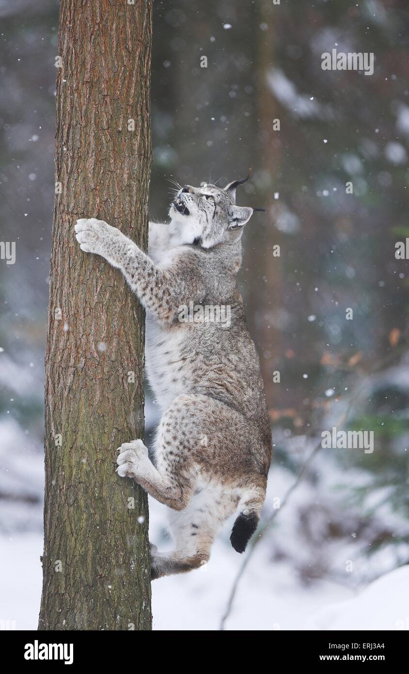 Profile of a lynx hi-res stock photography and images - Alamy