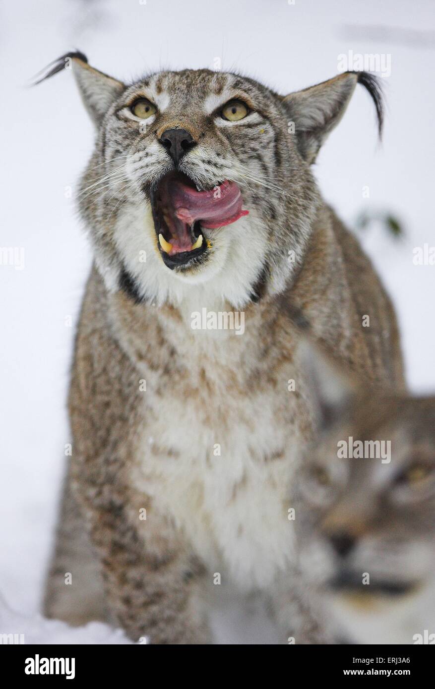 Lynx tongue hi-res stock photography and images - Alamy