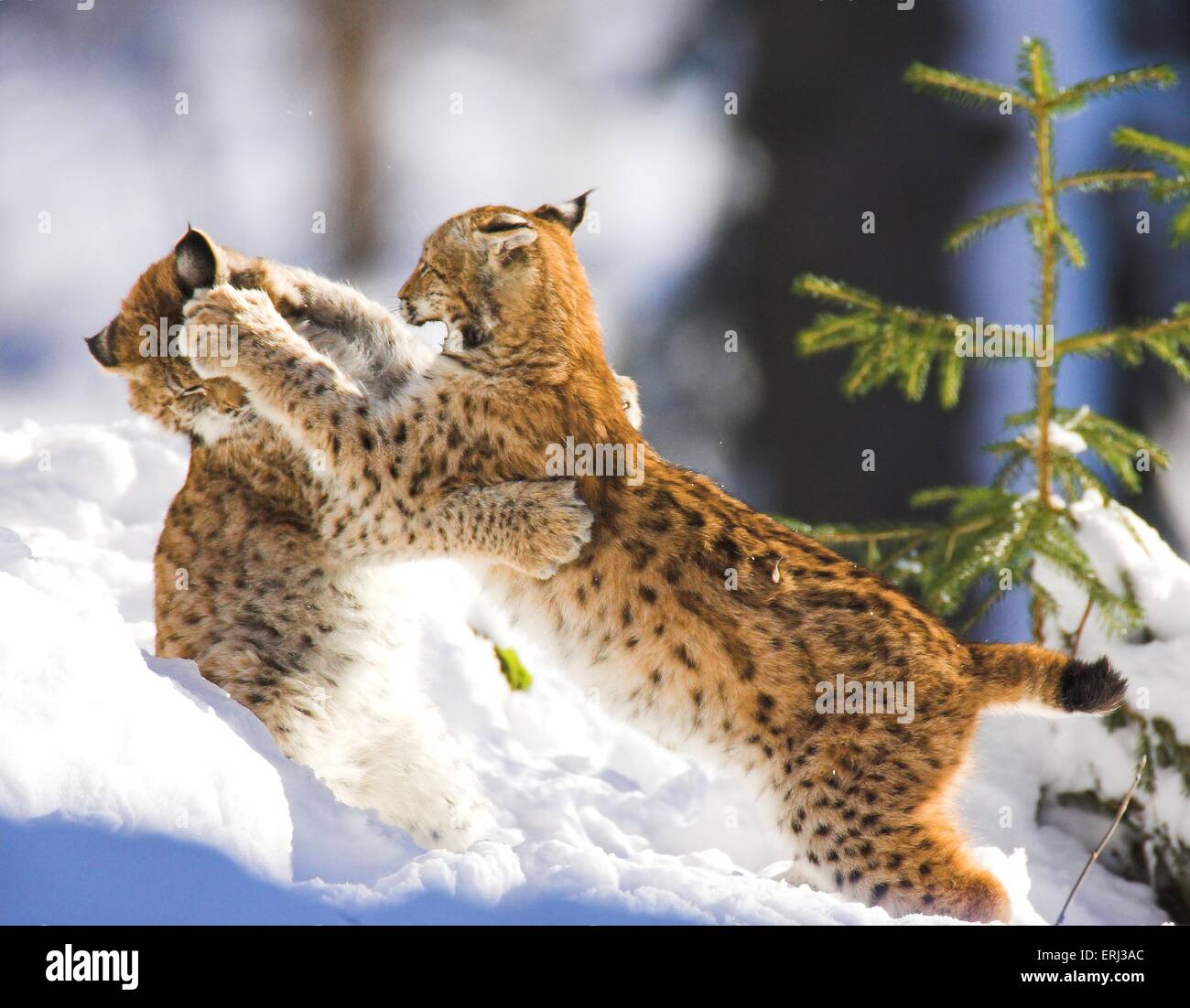 Two lynxes hi-res stock photography and images - Alamy
