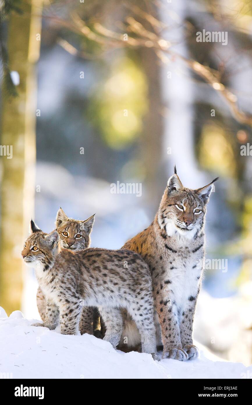 Lynx 3 hi-res stock photography and images - Alamy