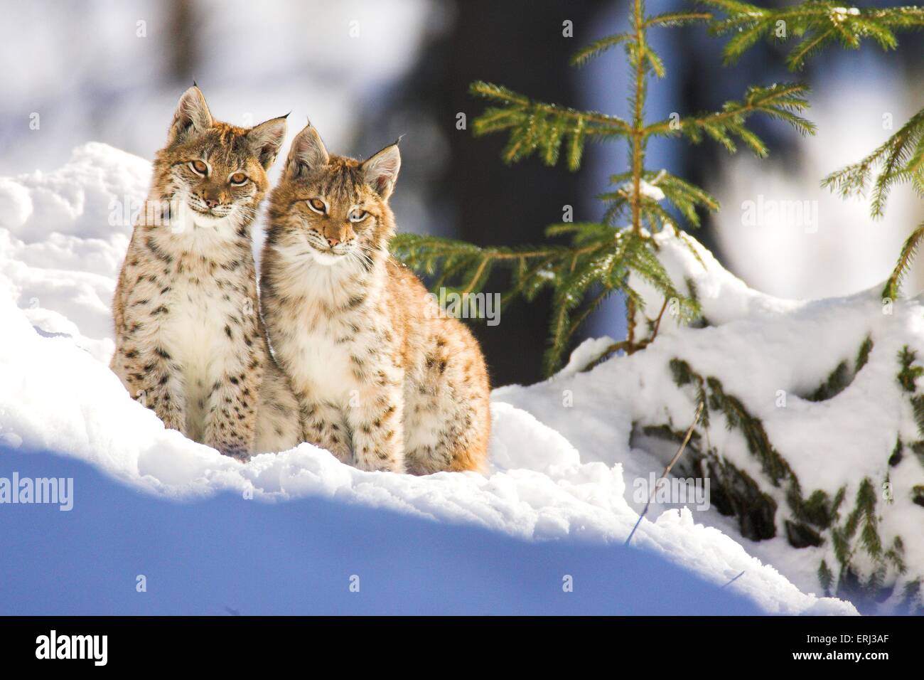 Lynx young hi-res stock photography and images - Alamy
