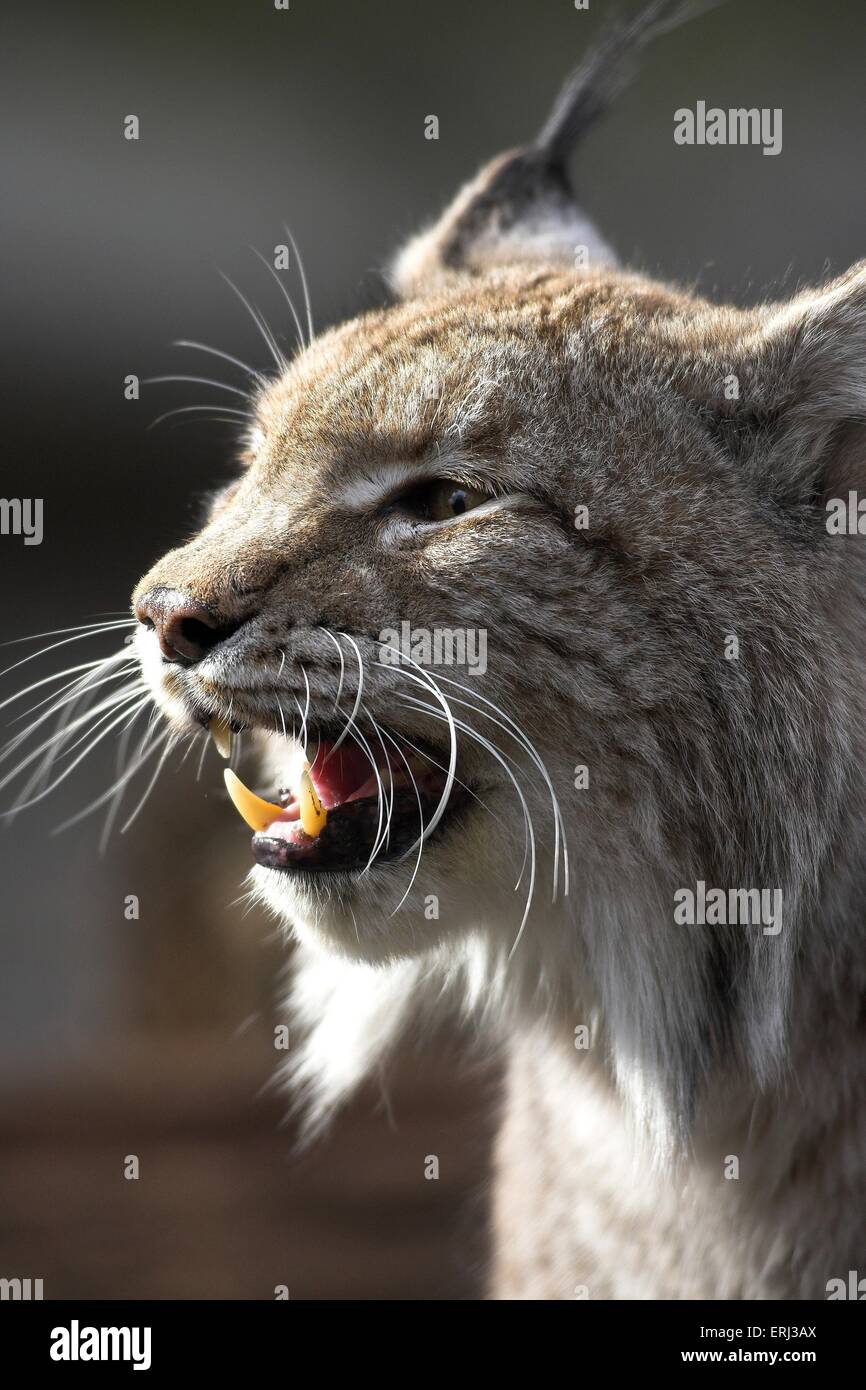 Profile of a lynx hi-res stock photography and images - Alamy