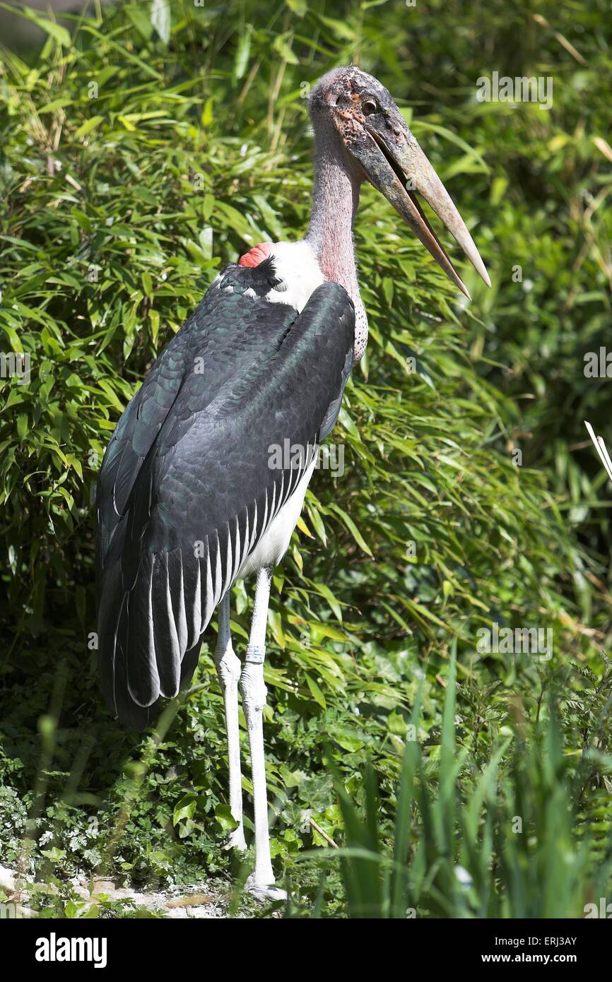 Marabou bushes hi-res stock photography and images - Alamy