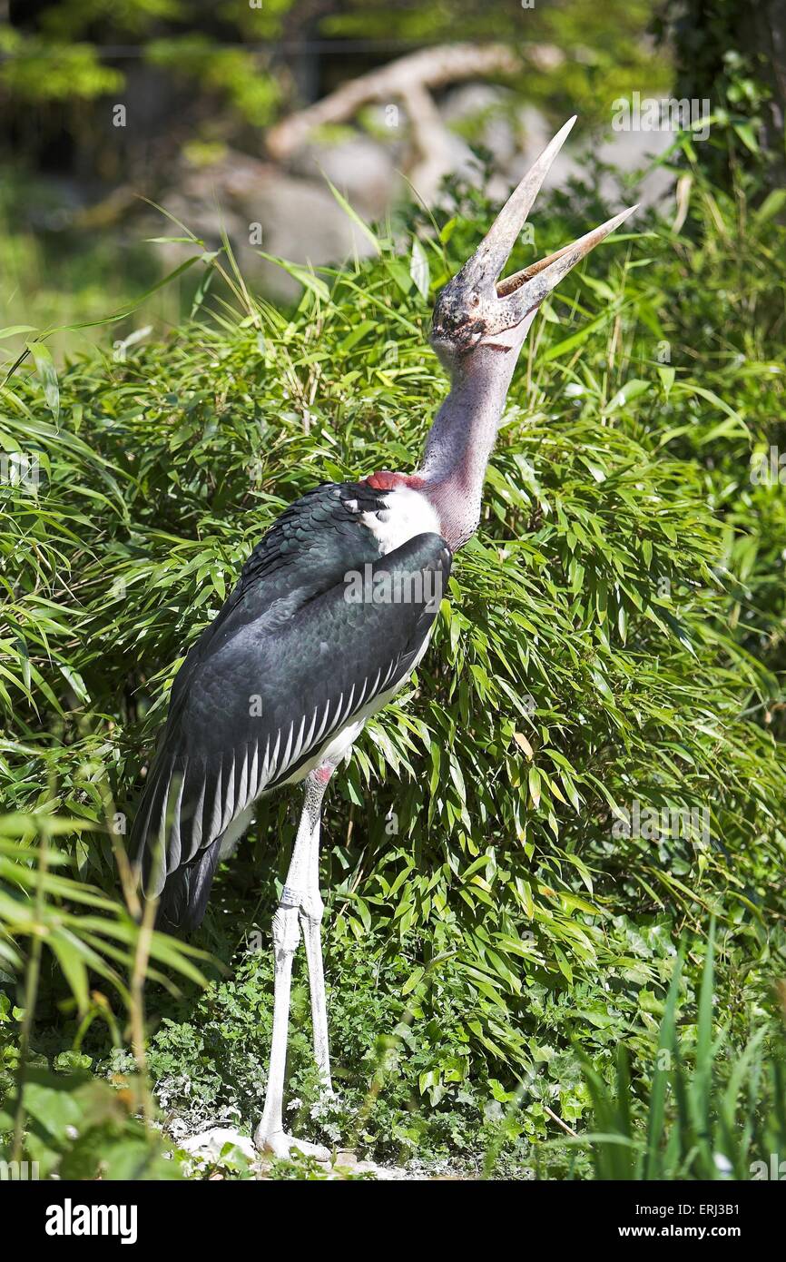 Marabou bushes hi-res stock photography and images - Alamy