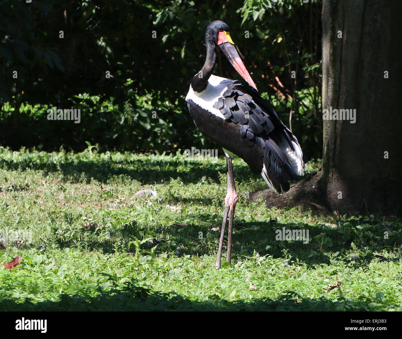 Male West African Saddle billed stork (Ephippiorhynchus senegalensis ...