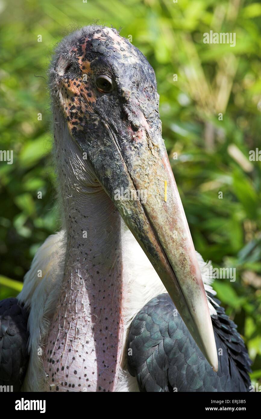 Marabou bushes hi-res stock photography and images - Alamy