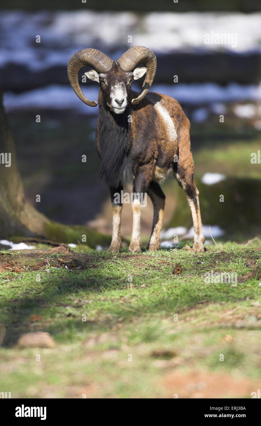 Cornet camera hi-res stock photography and images - Alamy