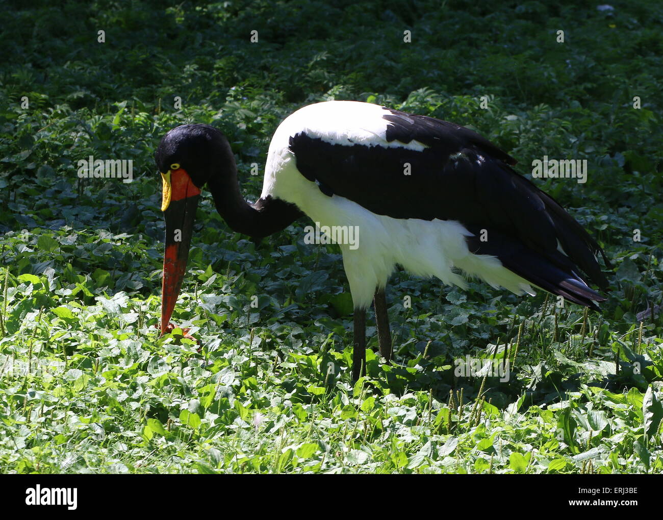 Female West African Saddle billed stork (Ephippiorhynchus senegalensis ...