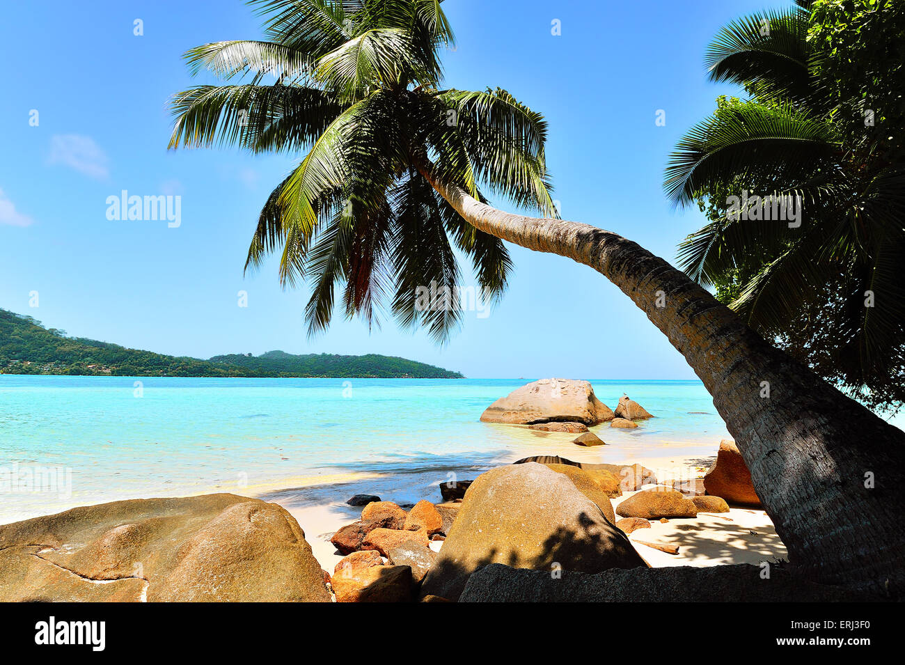 Hanging Palm Tree at Anse a la Mouche, Island Mahe, Seychelles Stock ...
