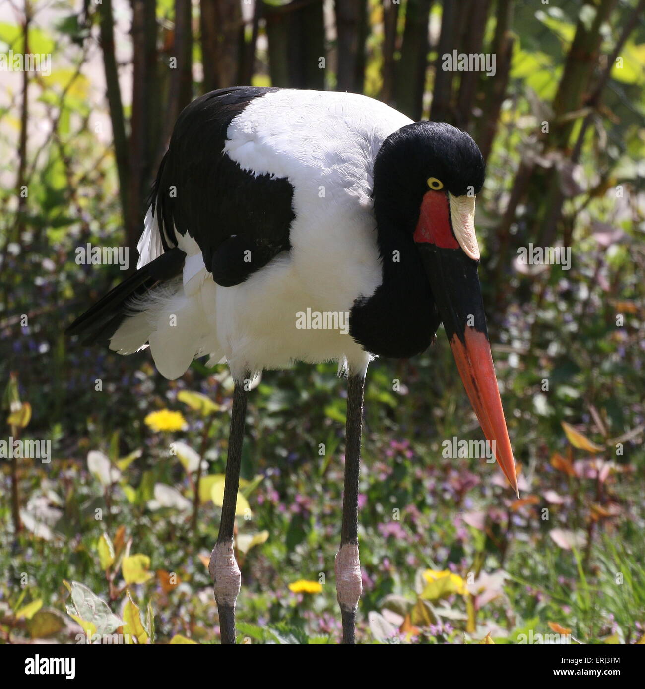 Female West African Saddle billed stork (Ephippiorhynchus senegalensis ...