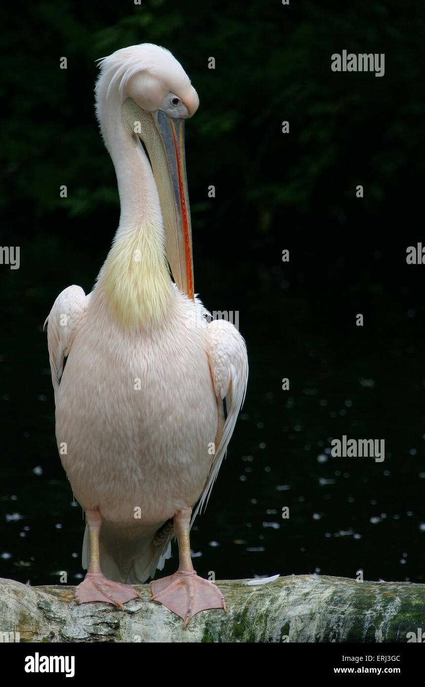 Pelican frontal hi-res stock photography and images - Alamy