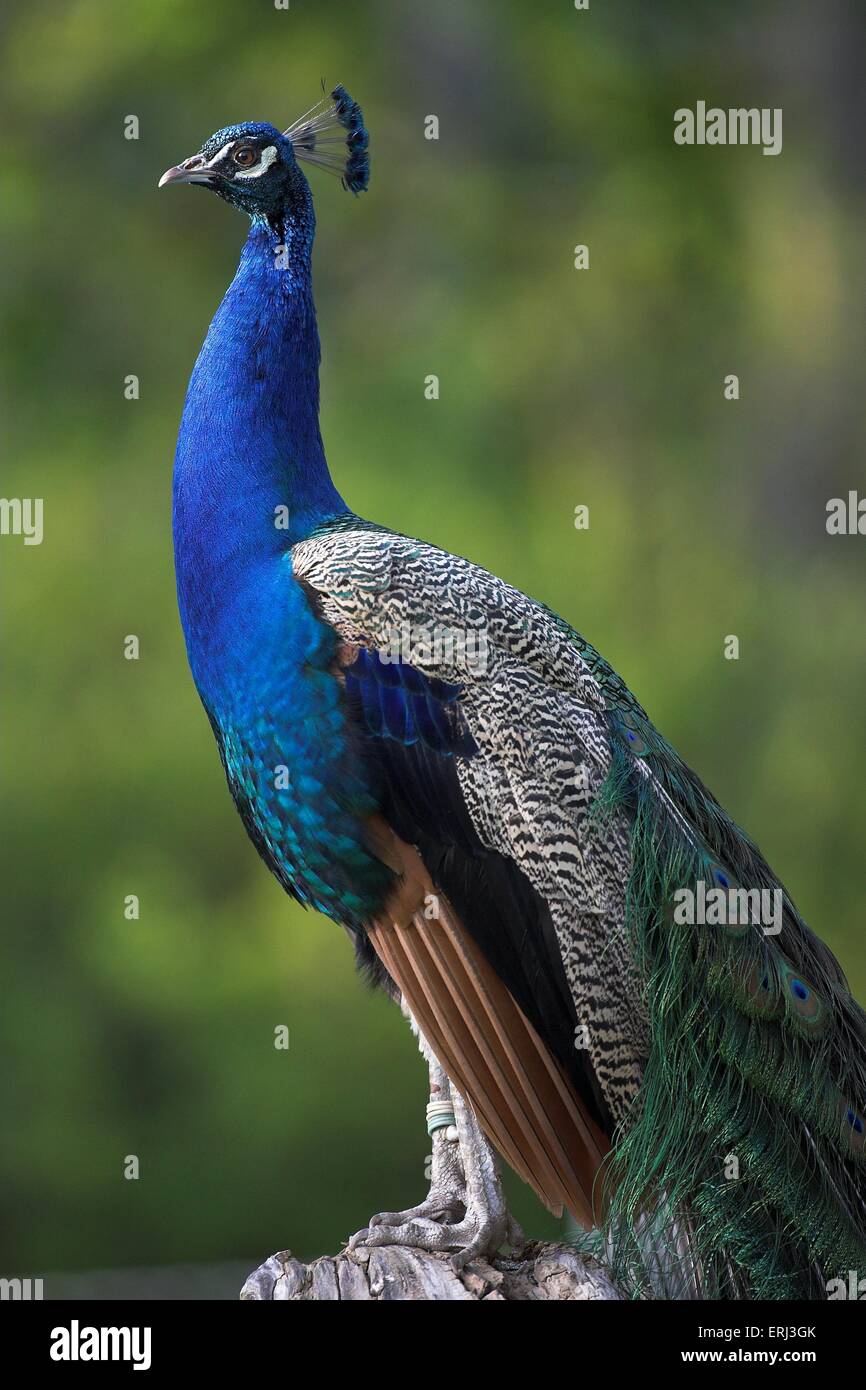 Peafowl standing hi-res stock photography and images - Alamy