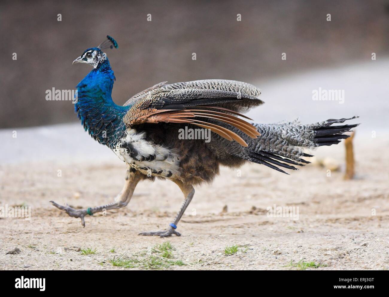 Peafowl walking hi-res stock photography and images - Alamy