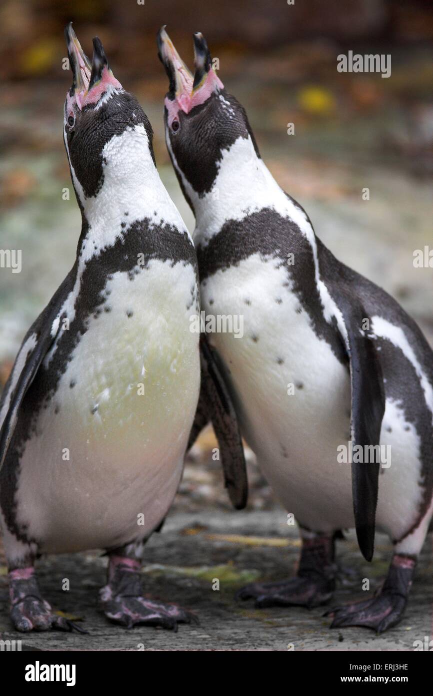 Courtship display hi-res stock photography and images - Alamy