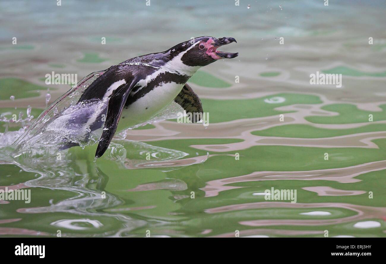 Penguins Jumping High Resolution Stock Photography and Images - Alamy